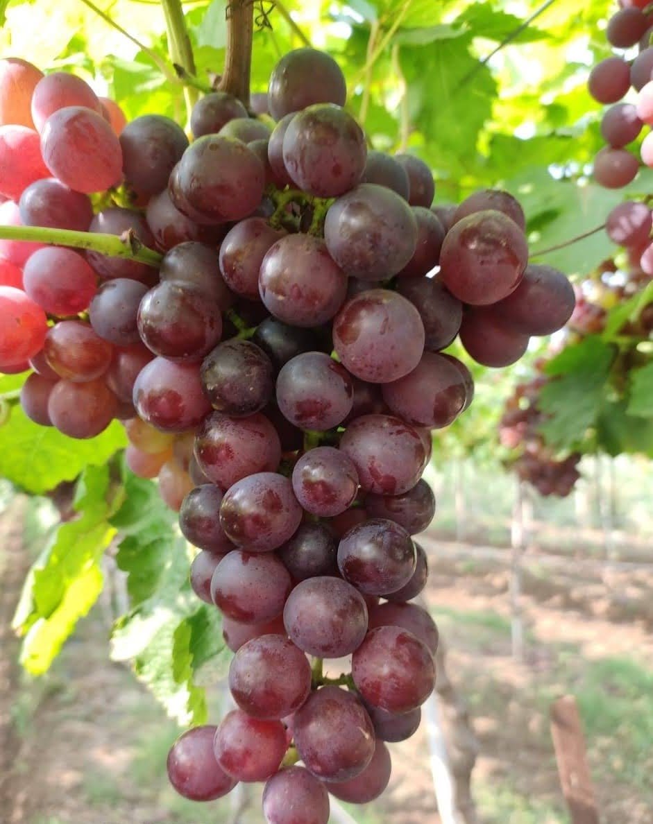 Red Flame Seedless Grapes (Export Quality) Per Kg