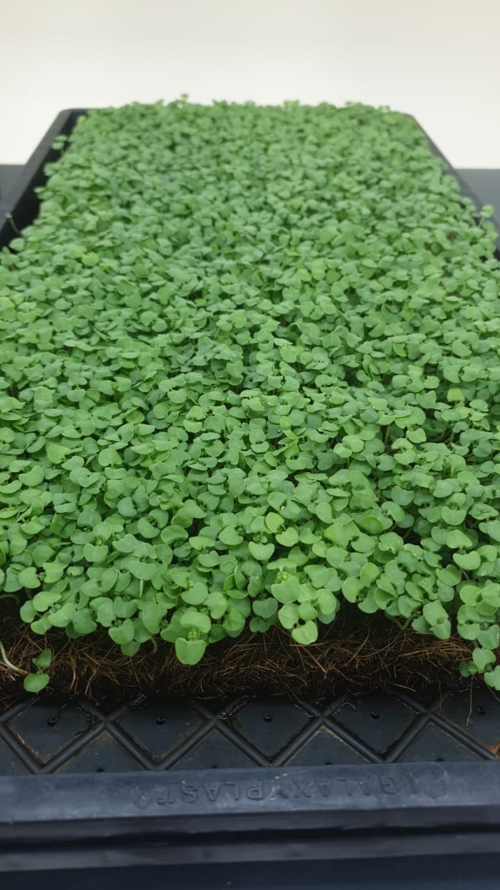 Microgreen (Live) - Italian Basil (500 g box)